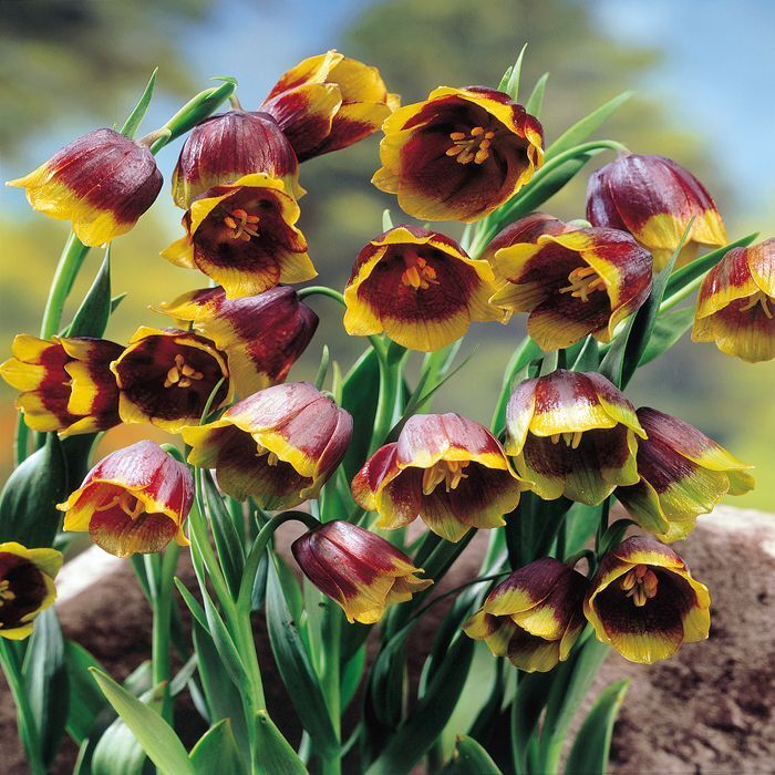 FRITILLARIA MELEAGRIS/UVA VULPIS SNAKES HEAD LILY BULBS,CORMS,SPRING ...