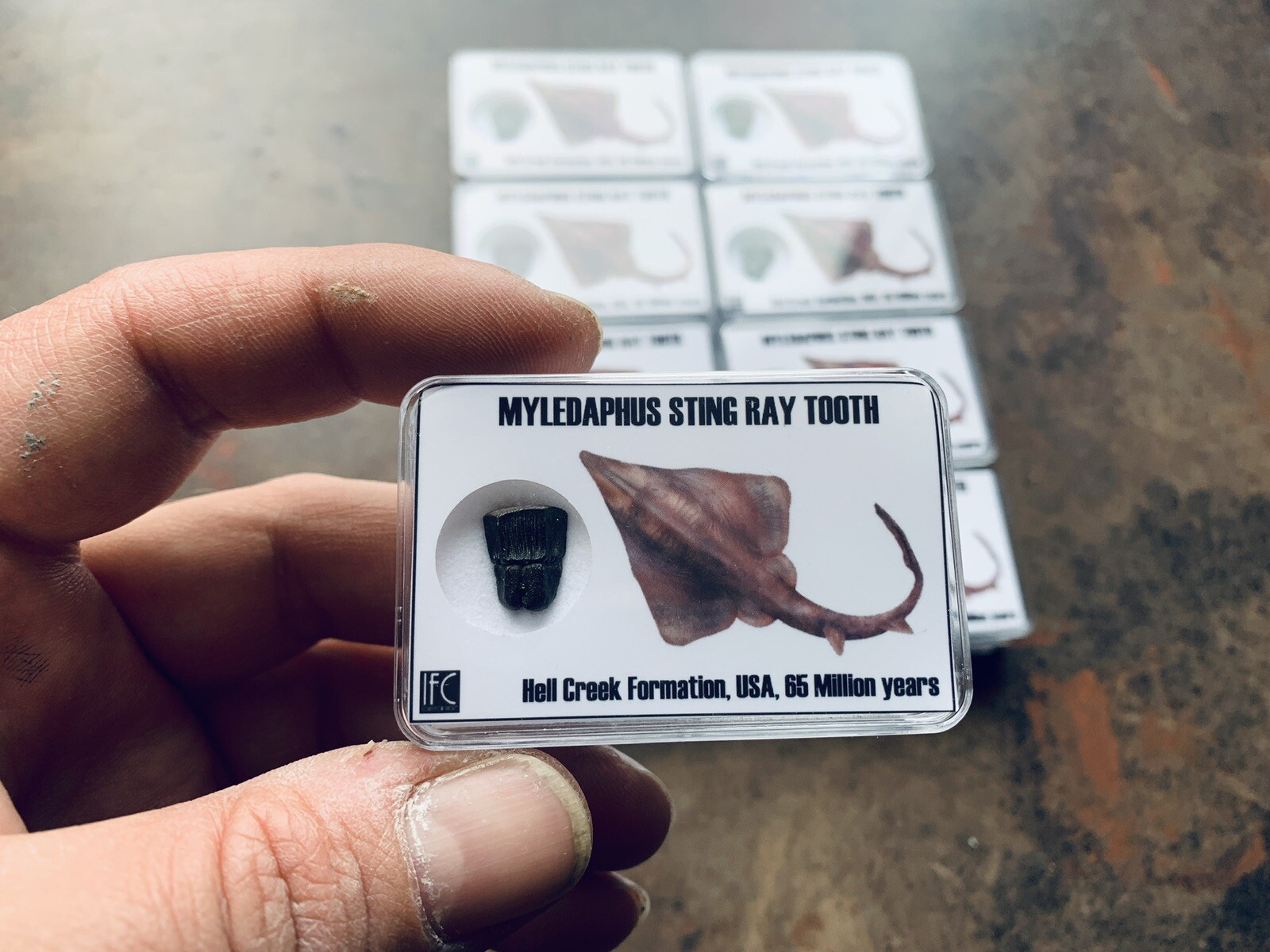 1 X Fossil Skate Tooth Myledaphus From The USA | eBay