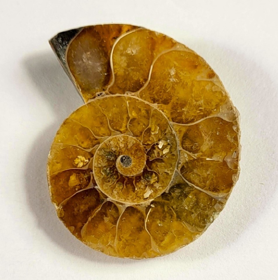 32mm Half Ammonite Spiral Fossil Shell Natural Fossilized Ammolite ...