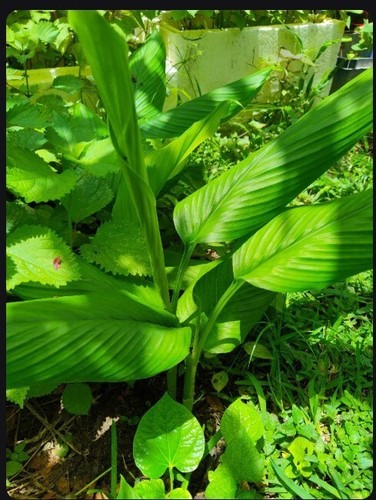 2 plants Organic 4 to 6 inches Yellow Turmeric Plant -Curcuma longa ...