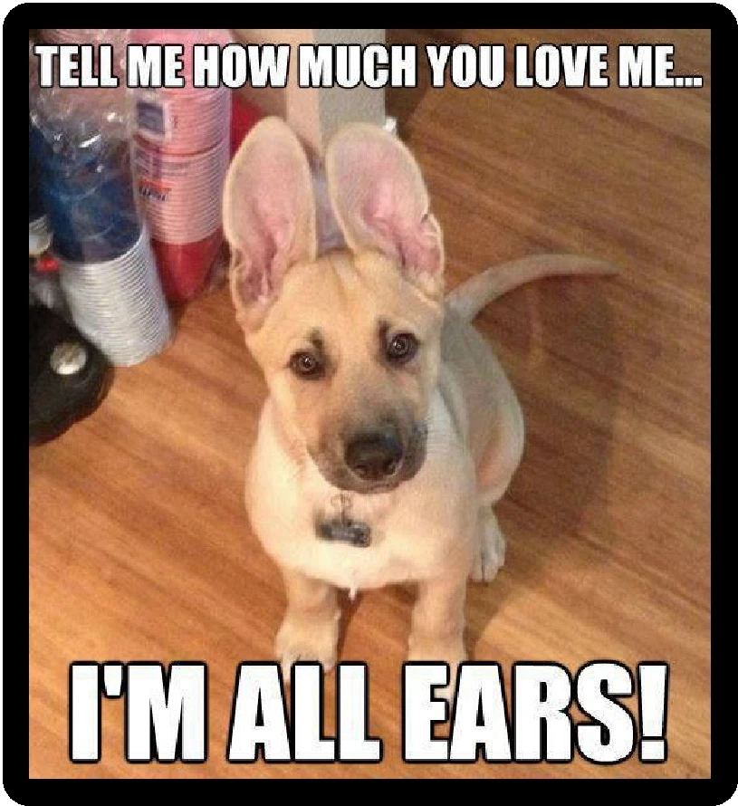 You Mean To Tell Me Meme Dog