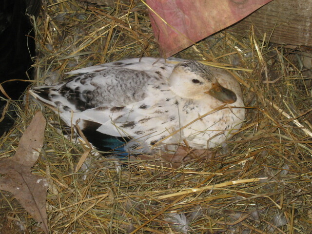 18- call duck eggs,hatching,incubator eggs, dwarf size ducks | eBay