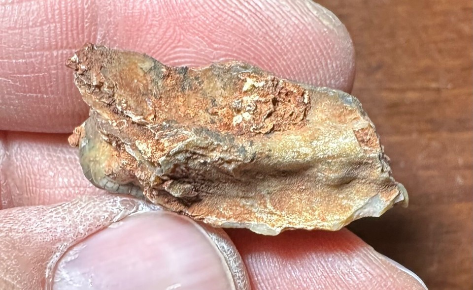 ULTRA RARE fossil PRODREMOTHERIUM early mammal maxilla teeth Chattian ...