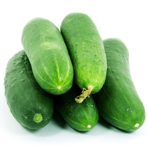 1 Pack 100 Fruit Cucumber Seeds Cucumis Mini Cuke Seed Organic Heirloom ...