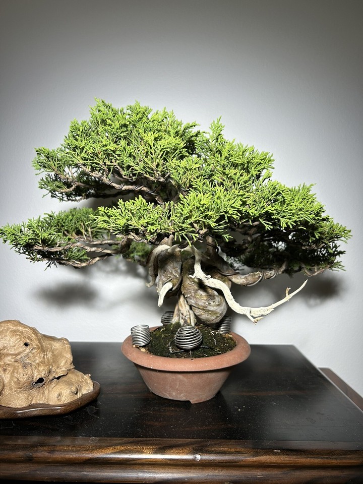 Japanese Shimpaku Juniper Bonsai small size | eBay