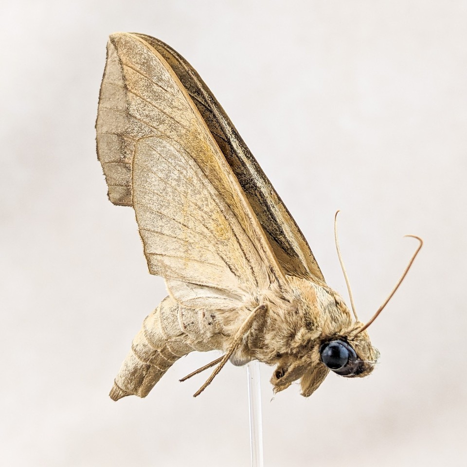 Great Ash Sphinx Moth dome display Entomology Taxidermy curiosity gift ...
