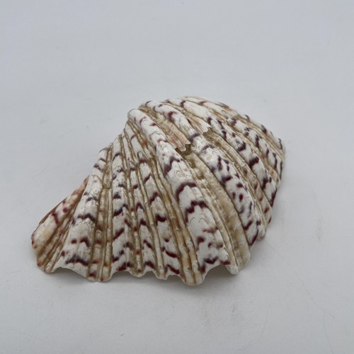 Large 6.25”x 4.5” StrawberryClam Seashell Hippopus Bear Claw Tridacna ...