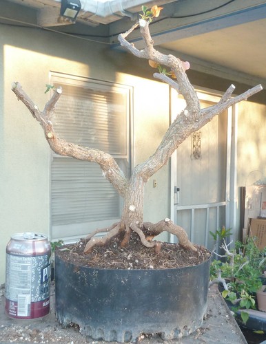 Bougainvillea Rosenka Pre Bonsai Dwarf Kifu Fat Trunk Neagari Flowers ...