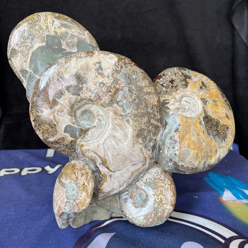 16.39LB Large Natural Beautiful ammonite fossil conch Crystal specimen ...