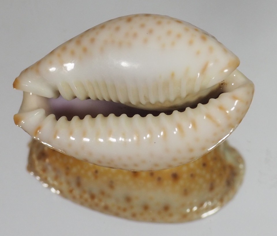 cypraea ocellata large | eBay