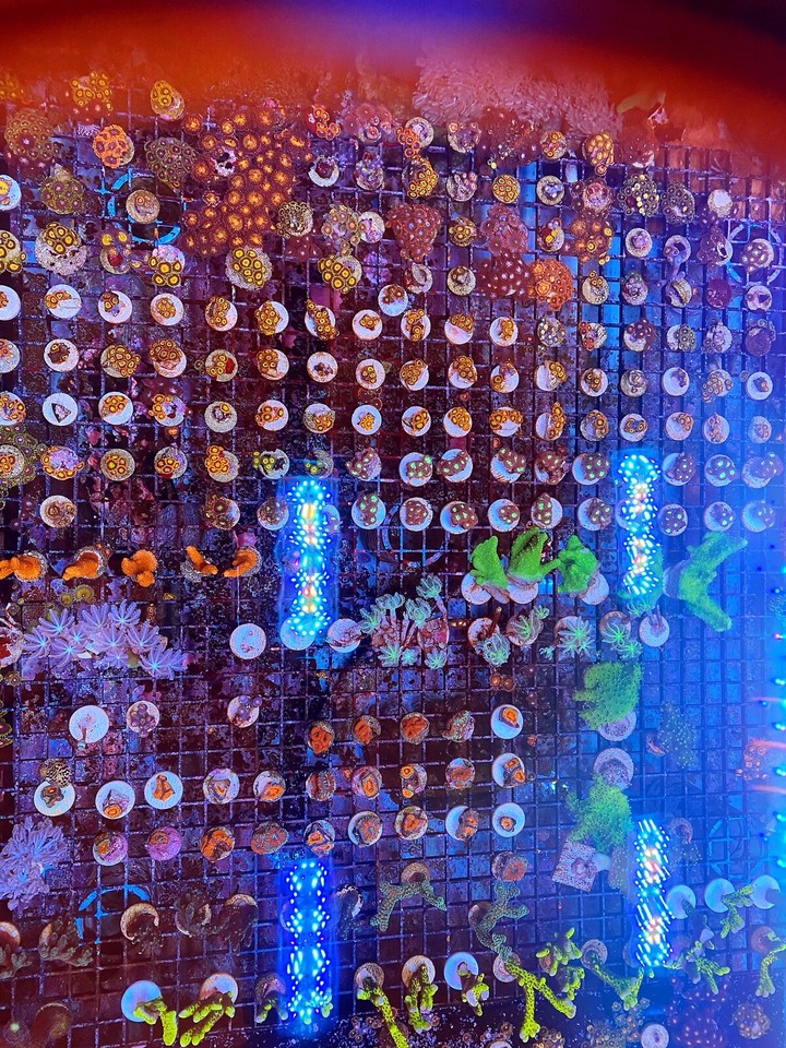 live corals 15 Frags Pack | eBay