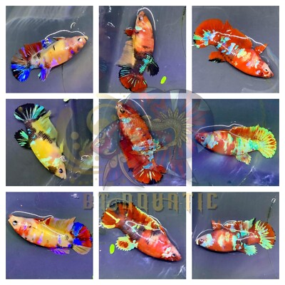 Live Betta Fish HMPK Female Koi Galaxy Multiple Color Good for Sorority ...