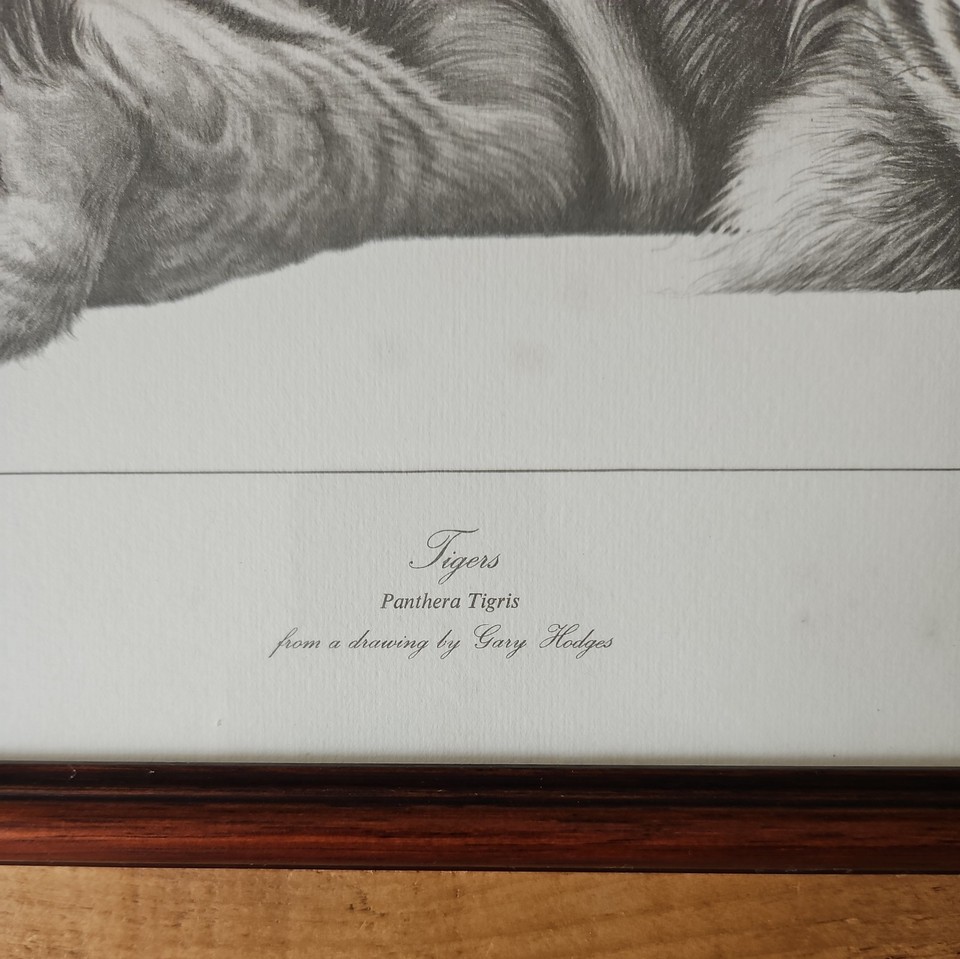 Gary Hodges Bengal Tiger & Cub special open edition Print Signed | eBay UK