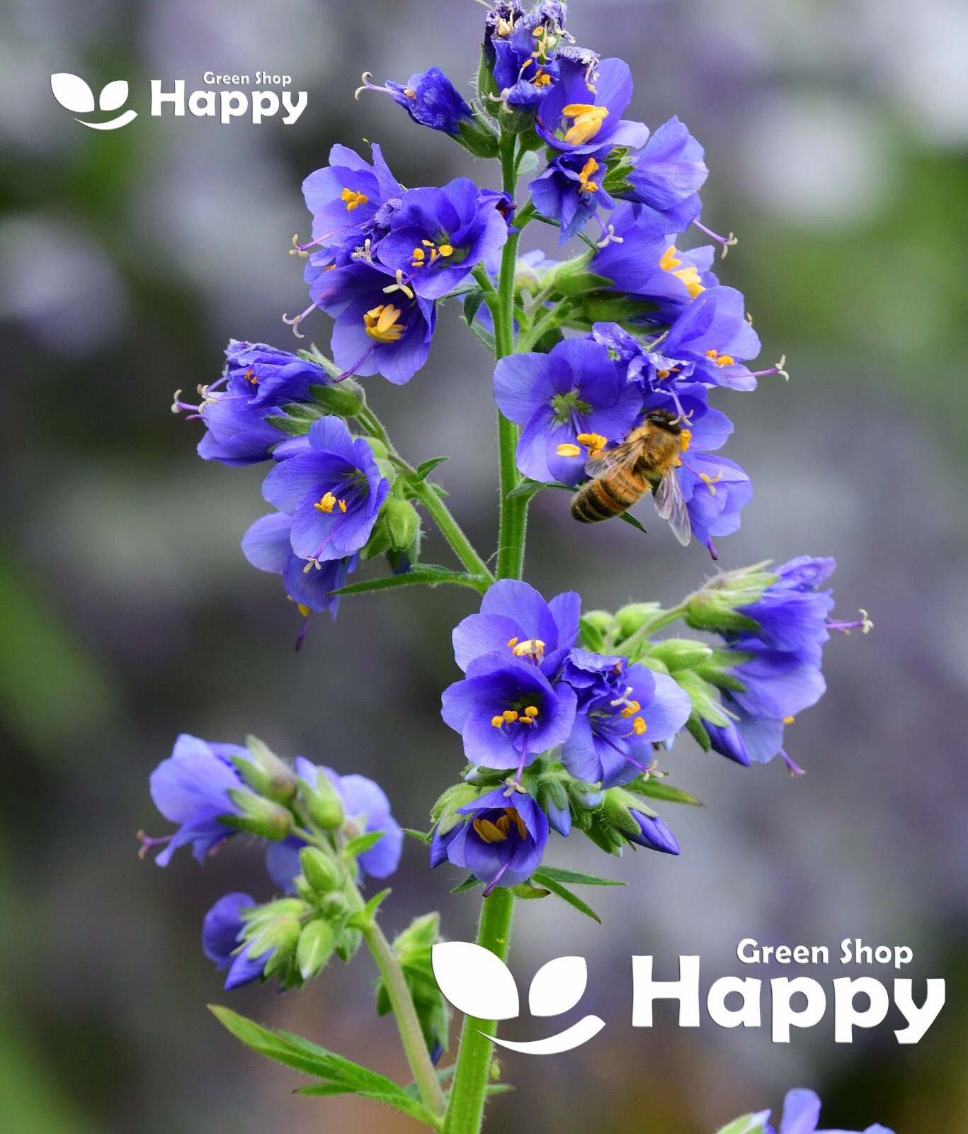 JACOBS LADDER - 300 SEEDS - Polemonium Caeruleum - VERY PRETTY ...