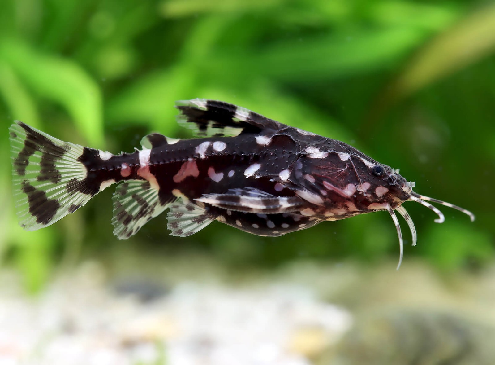 2-Pack Spotted Raphael Catfish 1.5–2” – Live Freshwater Aquarium ...