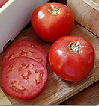 Tomato Medford 250 seeds | eBay