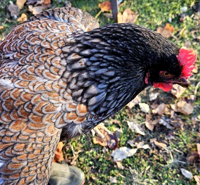6 NPIP/AI CLEAN BLUE BARNEVELDER DOUBLE LACED Chicken Hatching Eggs A++ ...