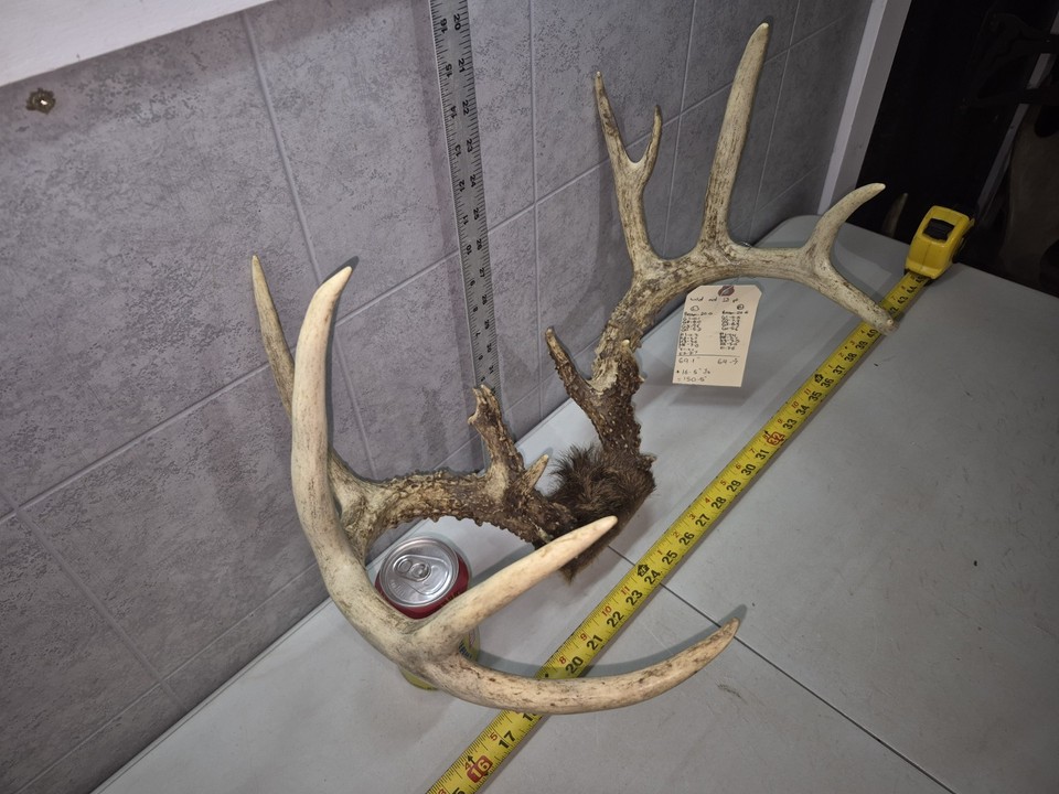 Big Wild 13 point 150-5" Whitetail Deer Rack Decor Man Cave Taxidermy ...