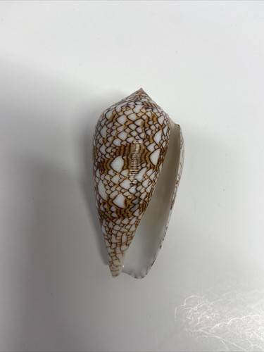 Conus Textile shell Sulu Sea Philippines 3" Cleaned & Oiled | eBay