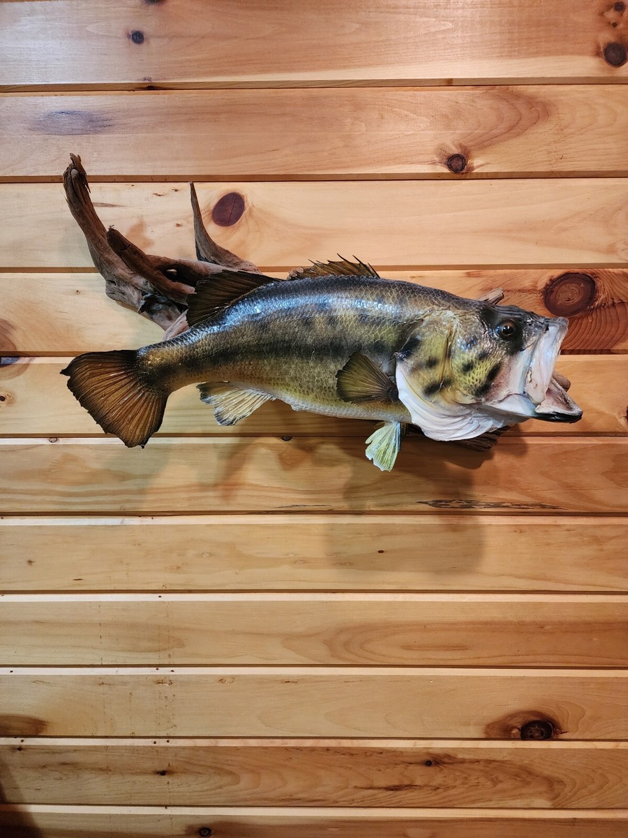 Largemouth Bass Fish Mount 14381 The Taxidermy Store