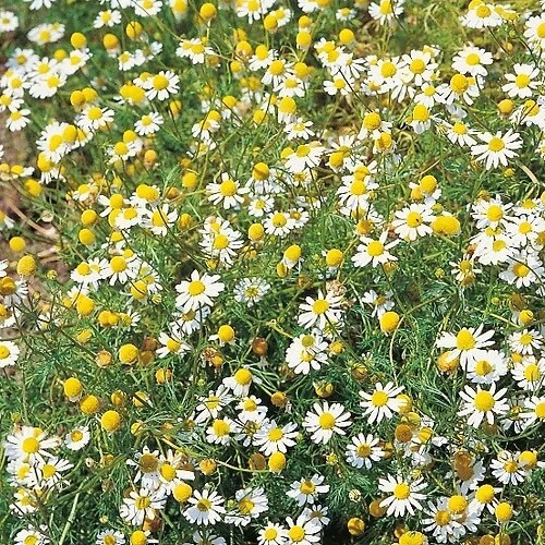 Herb & Veg Seeds - Large Variety - Grow your own - Free P & P - Up to ...