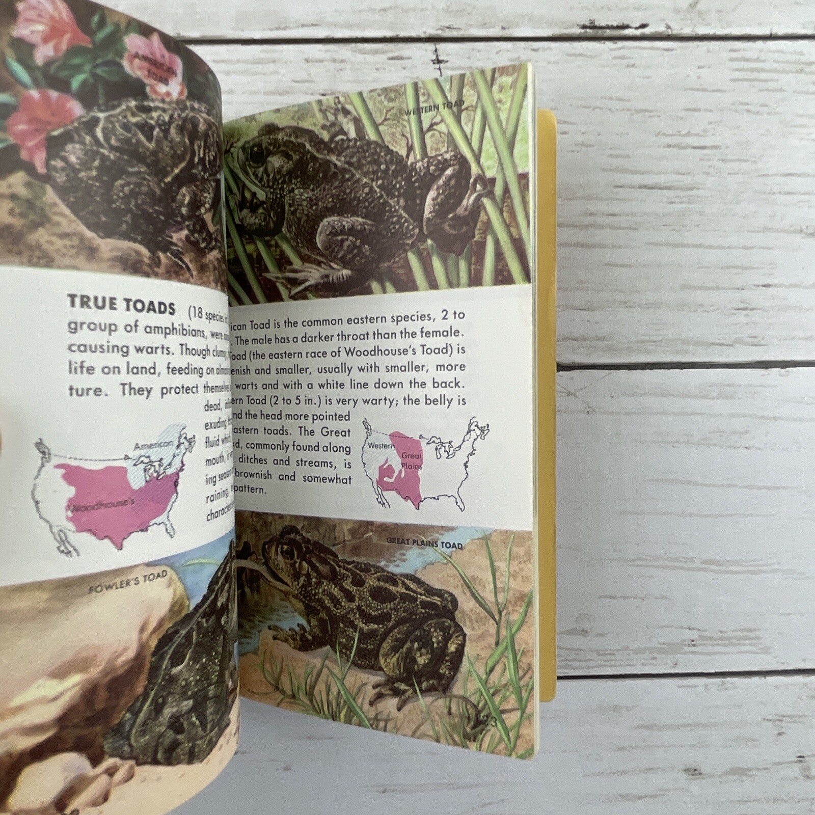 Reptiles & Amphibians Golden Nature Guide Herbert Zim Vintage Field ...