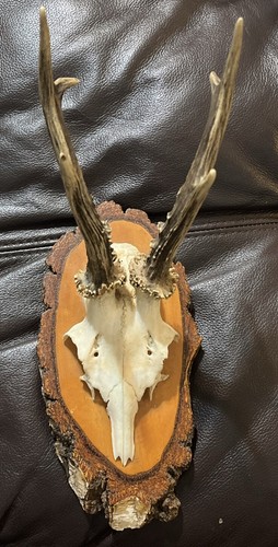 roe deer antlers 6 Point hunting trophy taxidermy carved plaque skull ...