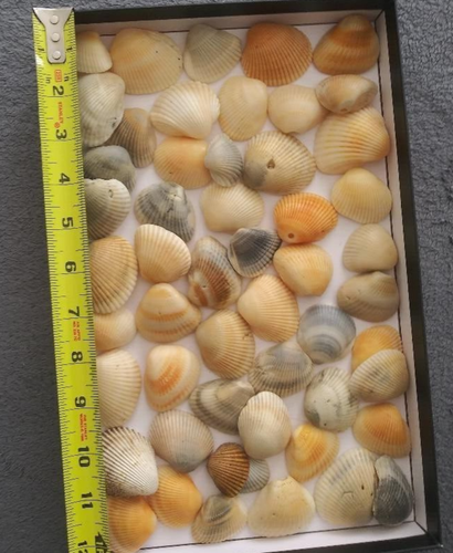 South Florida Ribbed Ocean Sea Shells Beach Handpicked (Small & Medium ...