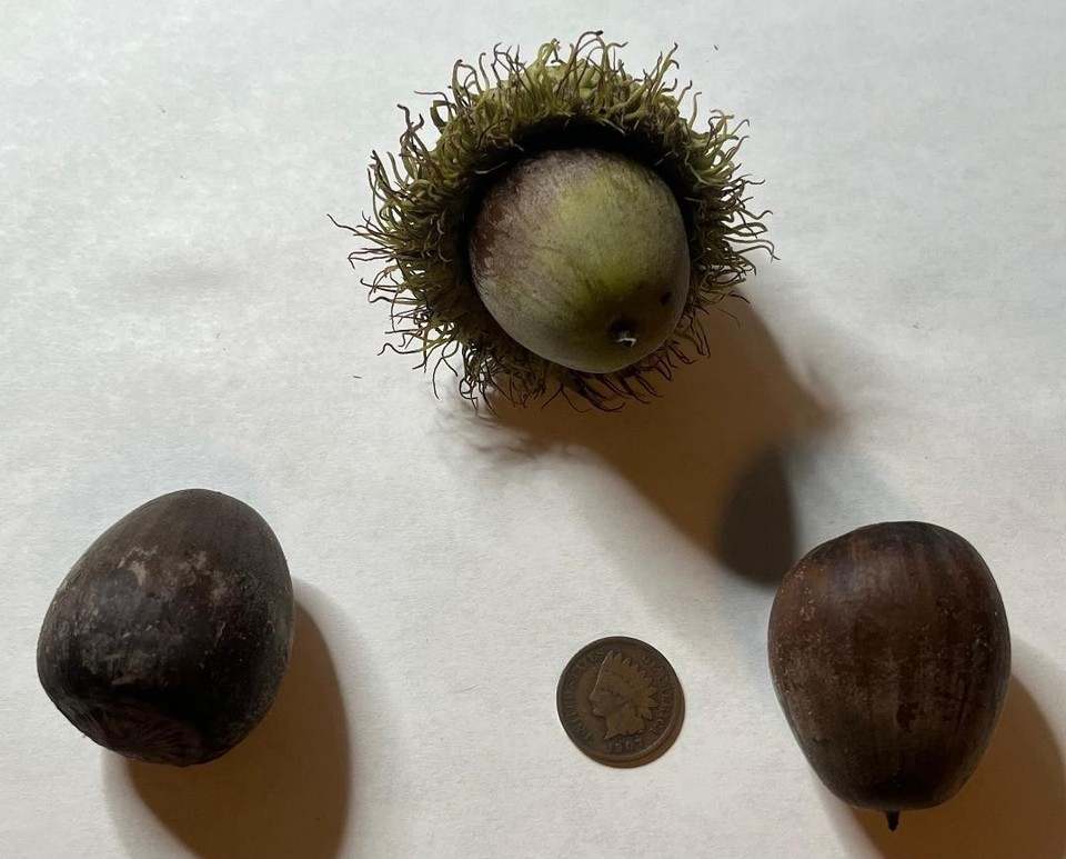 10 - BURR OAK TREE Acorns - XXL - 2025 no caps - Float tested + 5 white ...