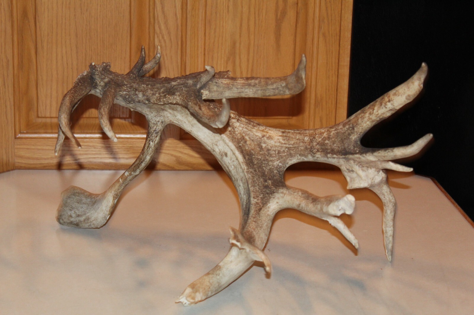 Droptine Drop Tine Whitetail Deer Shed Antler Mule Log Cabin Decor ...
