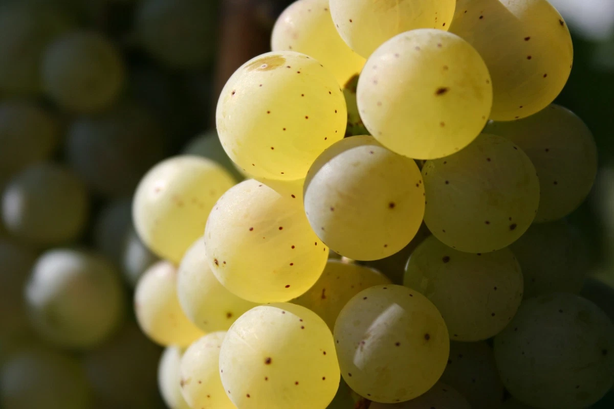 Riesling Grapes