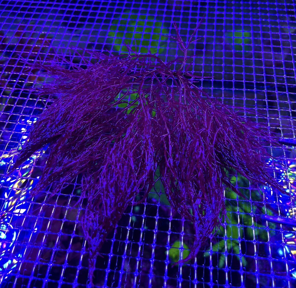 3inch+ Home Grown Saltwater Red Ogo Gracilaria Macro Algae Reef ...