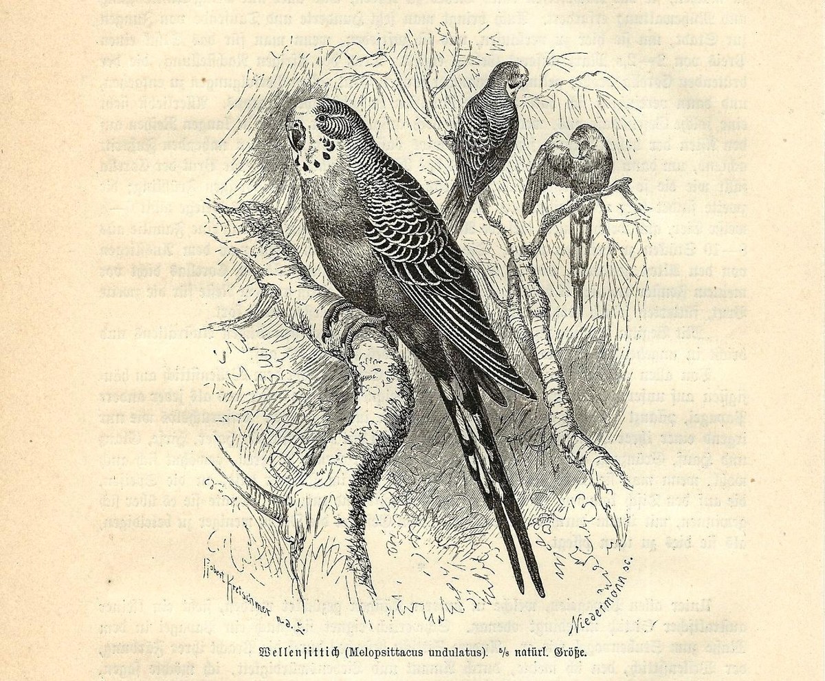 Illustrazione Di Pappagallo D'epoca Stampa Antica Di Uccelli Colorata