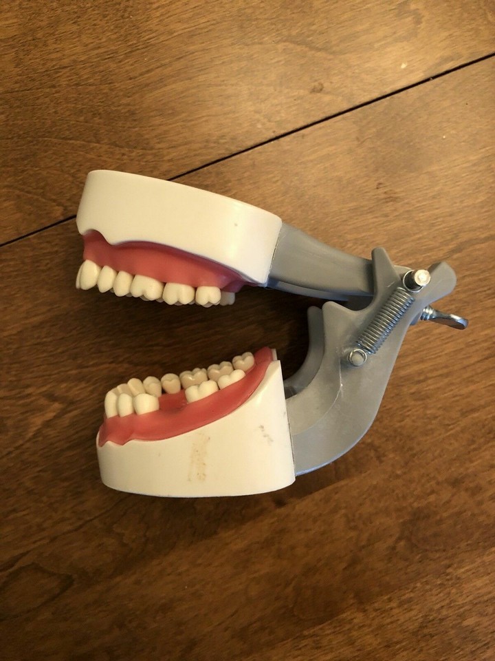 dental typodont prosth | eBay