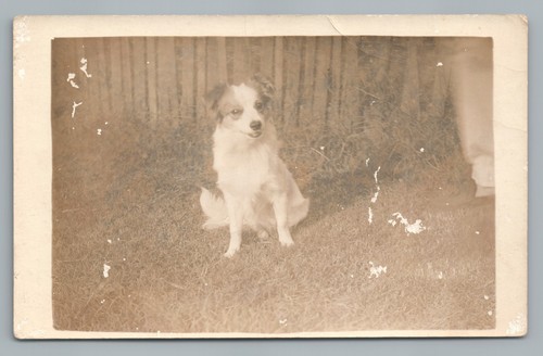 Raggedy Little Yard Dog RPPC Antique Photo Postcard 1910s | eBay