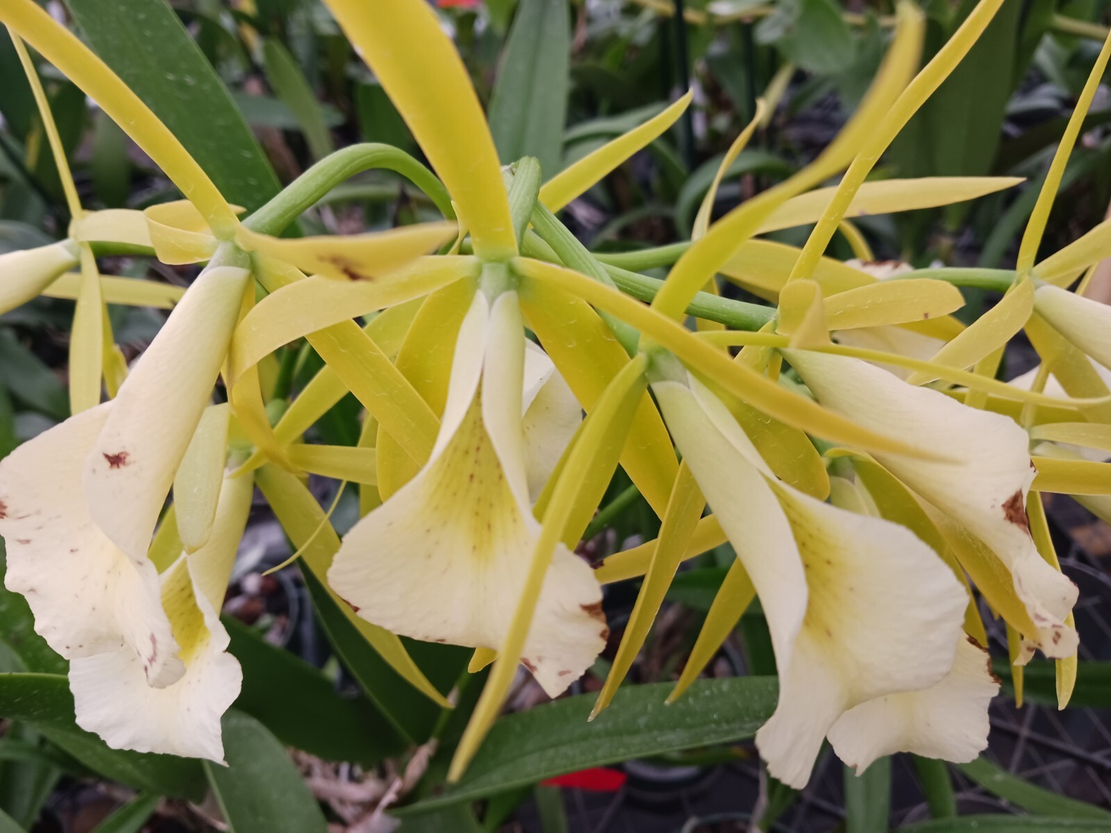 Orchid Fragrant Cattleya Brassavola PCV Key Lime Stars Fragrant Mad ...