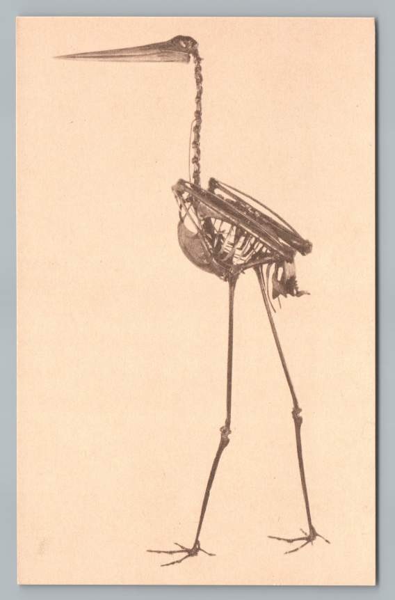 Pleistocene Stork Fossil LOS ANGELES Vintage Paleontology La Brea Tar ...
