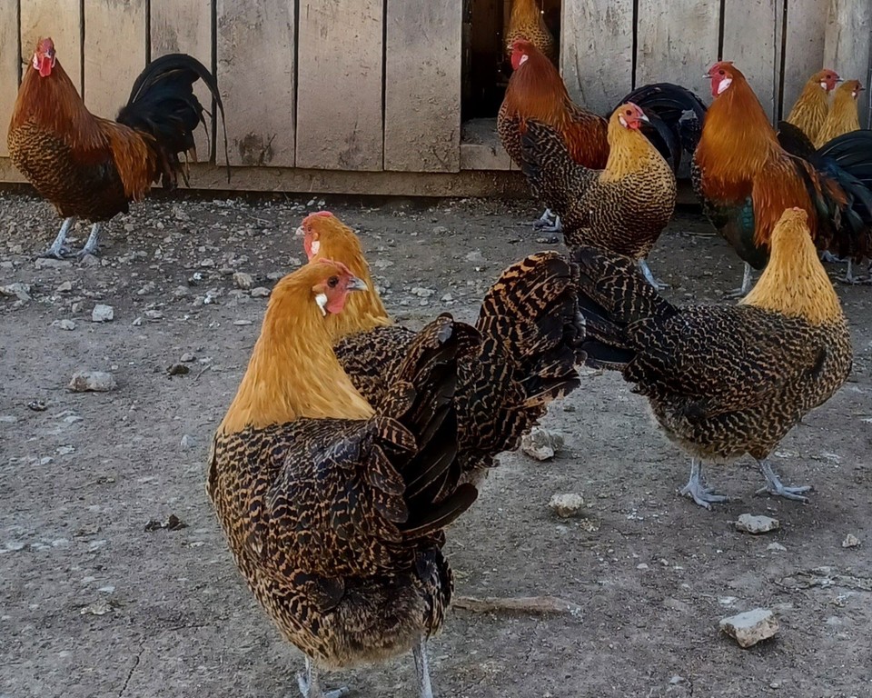 Rare gold deathlayer hatching eggs 12++ | eBay