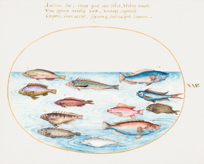 14182.Decor Poster.Room wall art design.Renaissance nature drawing ...