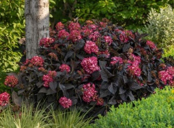 First Editions® Eclipse® Bigleaf Hydrangea - Live Plant - Full Gallon ...