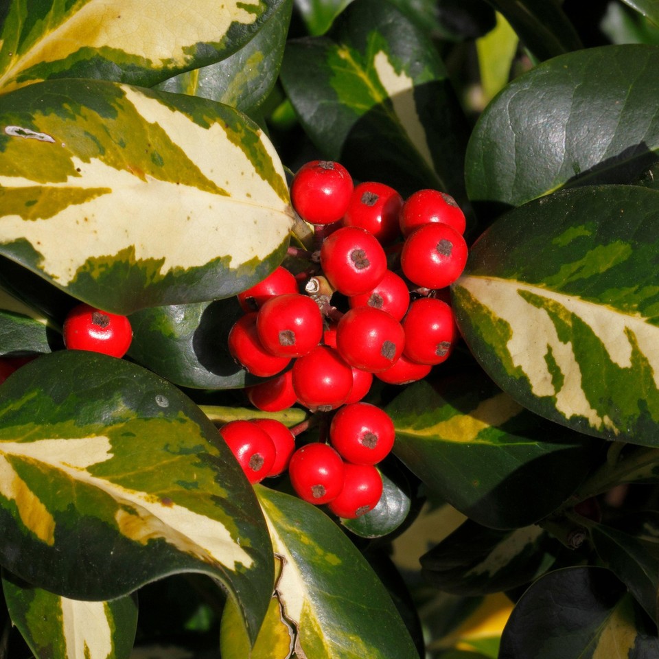 Ilex Lawsoniana Golden Variegated Evergreen Hardy Garden Ready Holly ...