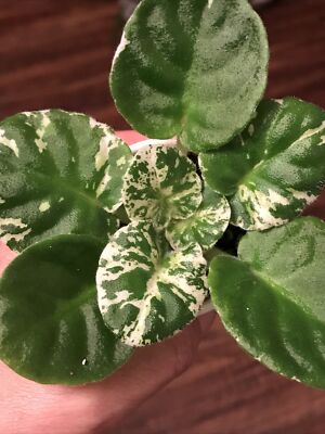 African Violet Watermelon Snow (Standard) | eBay