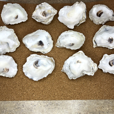 Lot Of 12 Cleaned Oyster Shells for Decoupage Craft Art or Display ...