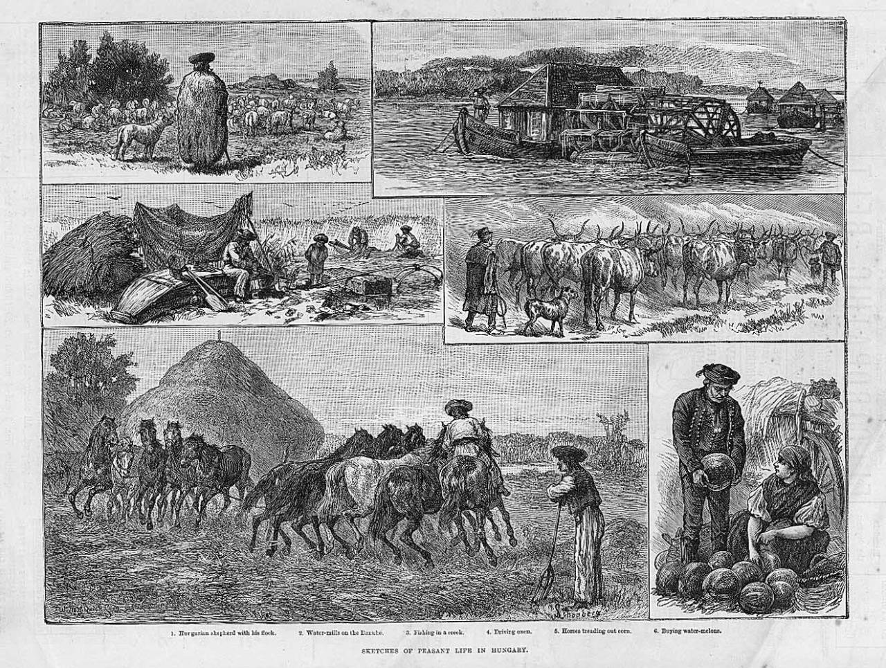 1883 Antique Prints - HUNGARY Peasant Life Shepherd Flock Watermills ...