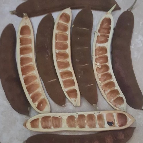 30 TEXAS EBONY TREE SEED PODS HALVES - EBENOPSIS EBANO BONSAI, No Seeds ...