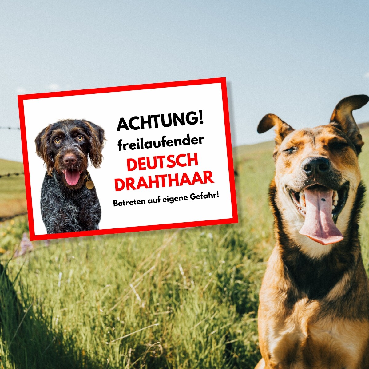 Deutsch Drahthaar Freilaufender Hund Dog Schild Spruch Türschild ...