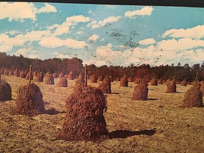 Postcard Peanut Stacks at Harvest Time in North Carolina. U6 | eBay