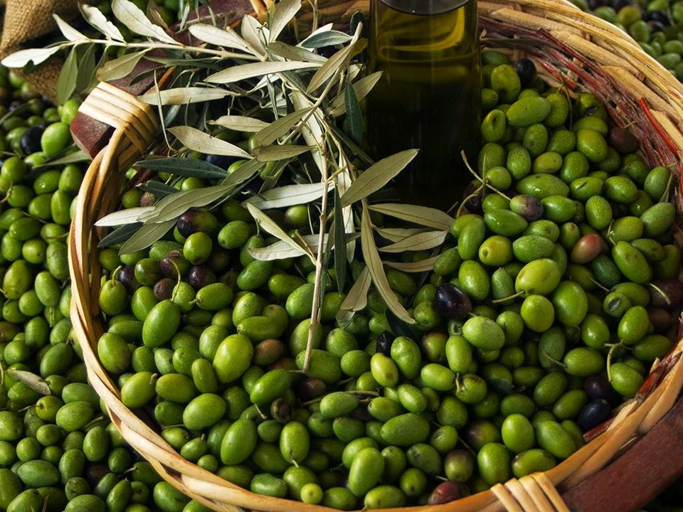 Canino Olive Tree Seeds - For 2026 Planting Canina Tuscan Mediterranean ...