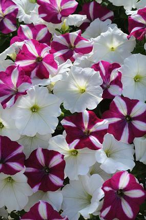 Petunia Easy Wave Starfish Mix 100 seeds | eBay