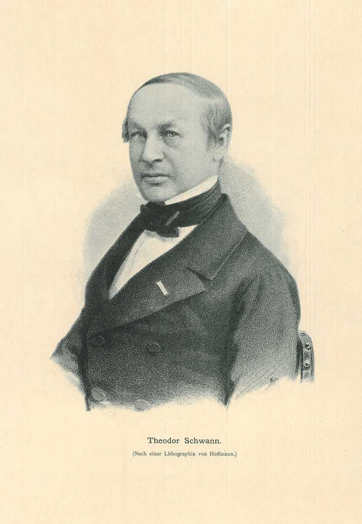 Ontdekking Van Theodor Schwann Theodor Schwann Scientist Stacker